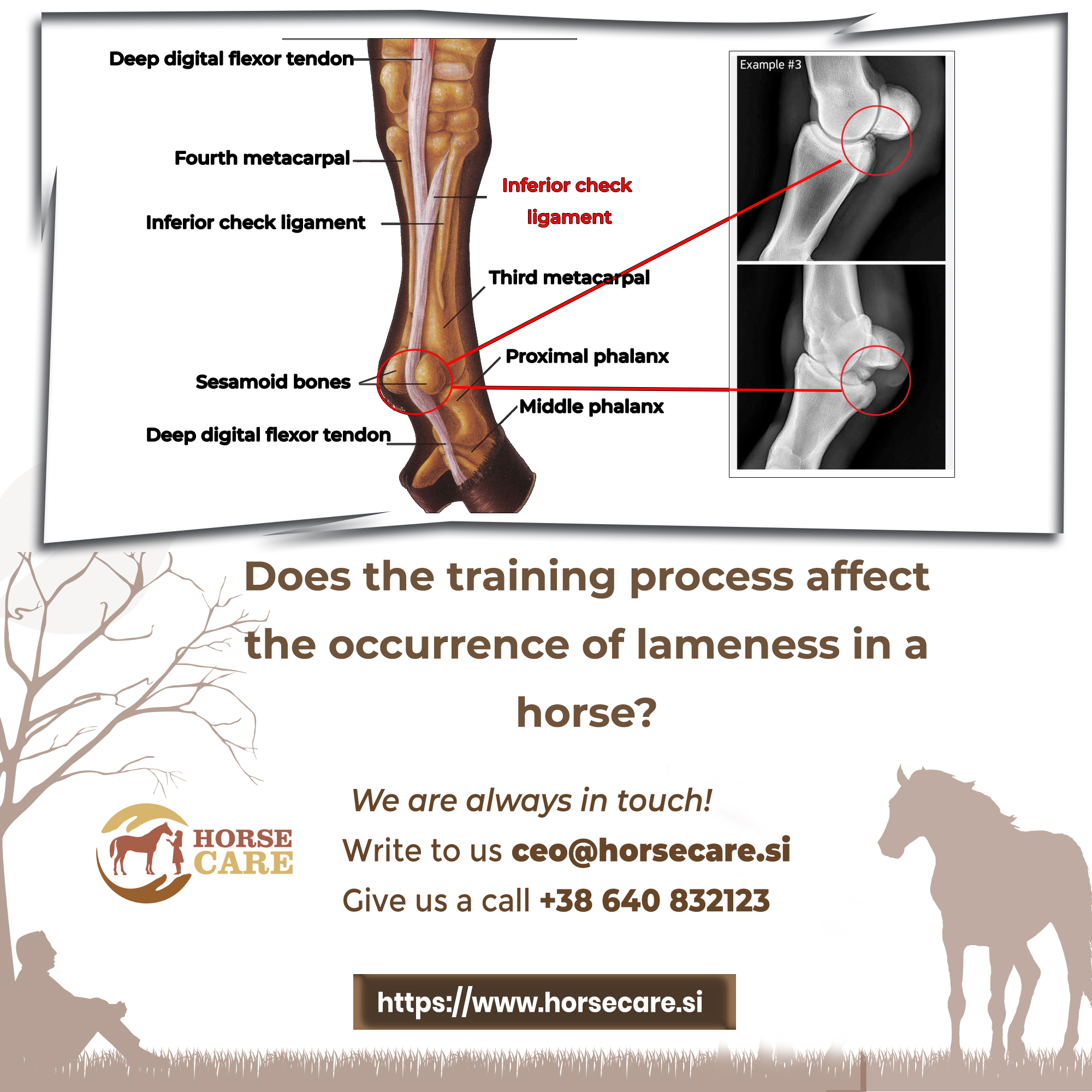 Does the training process affect the occurrence of lameness in a horse ...